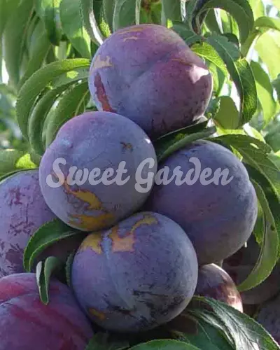 Prun japonez Friar | Sweet Garden